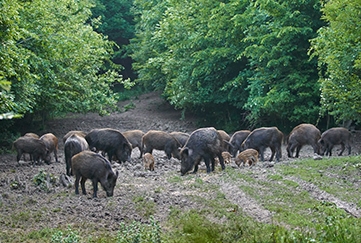 Wild Hog Trap Bait - 4 Tips for Catching More Hogs | Mossy Oak Gamekeeper