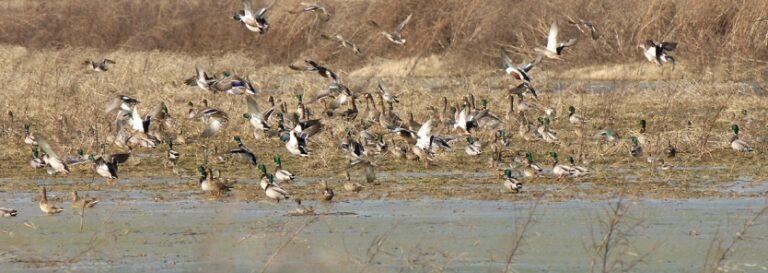 DIY Duck Ponds: Tips for creating your own duck hunting hot spot ...