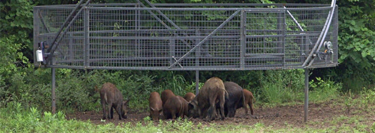 Wild Hog Trap Bait - 4 Tips for Catching More Hogs | Mossy Oak Gamekeeper