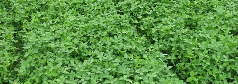 How to Grow Clover Food Plots | Mossy Oak Gamekeeper