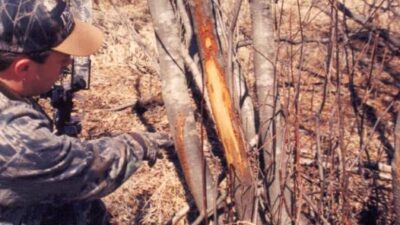 Why do bucks rub trees? | Mossy Oak Gamekeeper