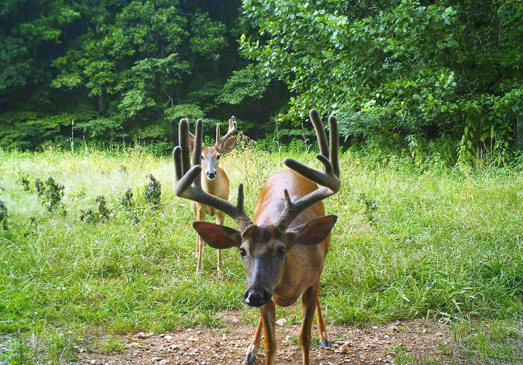 Three Deer Management Strategies | Mossy Oak Gamekeeper