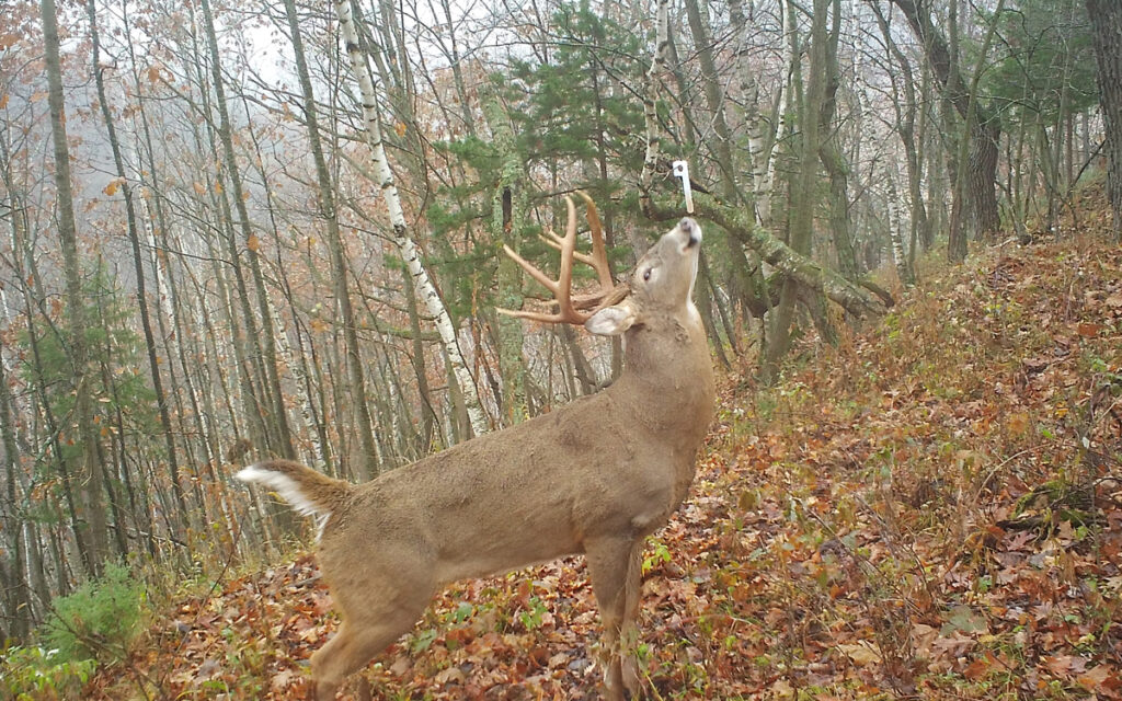 Deer Blind Accessories Buck Stick HODAG Licking Branch System - Create ...