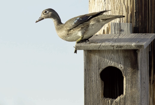 Wood Duck Nesting Boxes: Why, Where, When, and How | Mossy Oak Gamekeeper