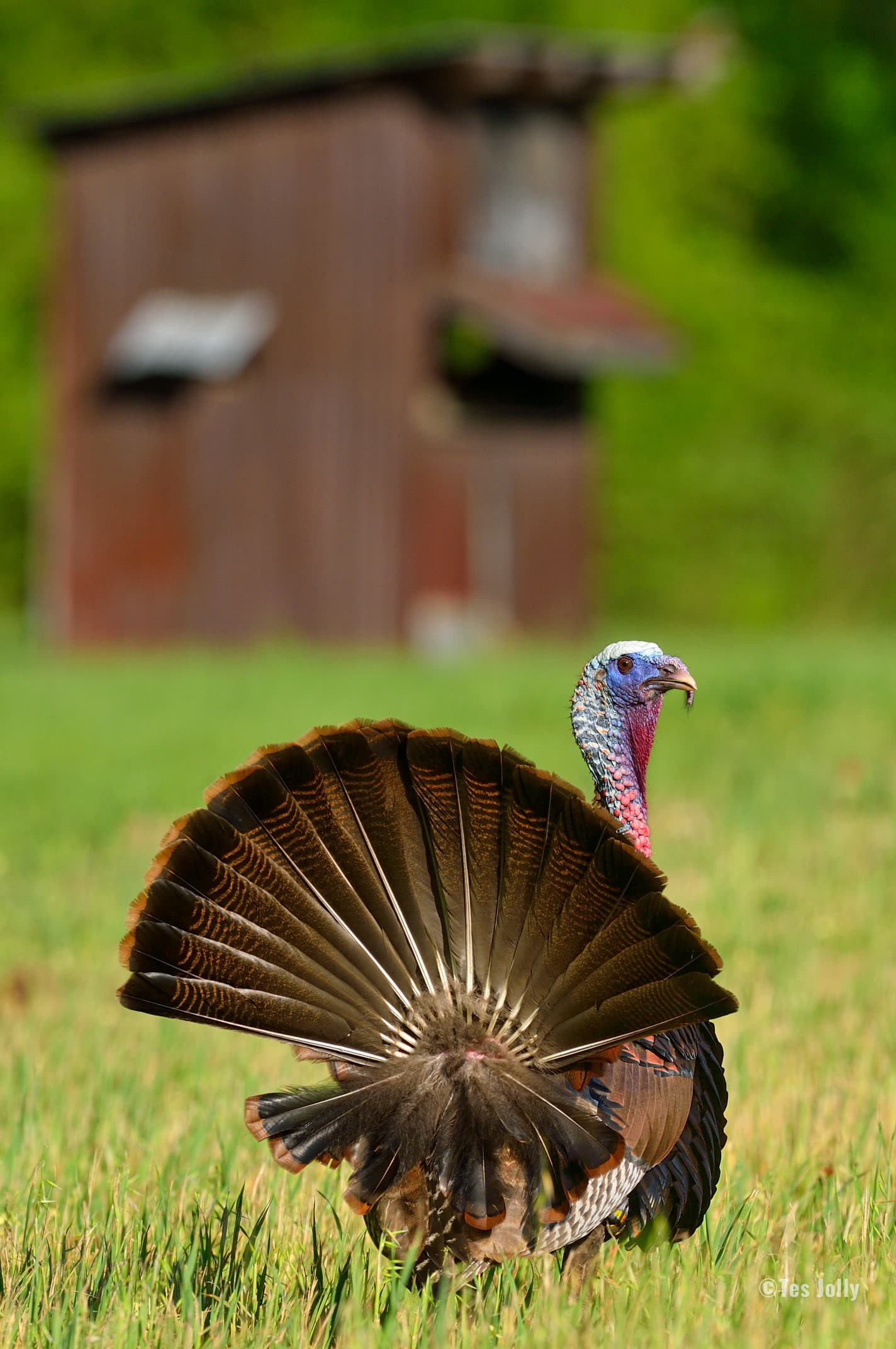 Wild Turkey Truths: It's A Fact! | Mossy Oak Gamekeeper