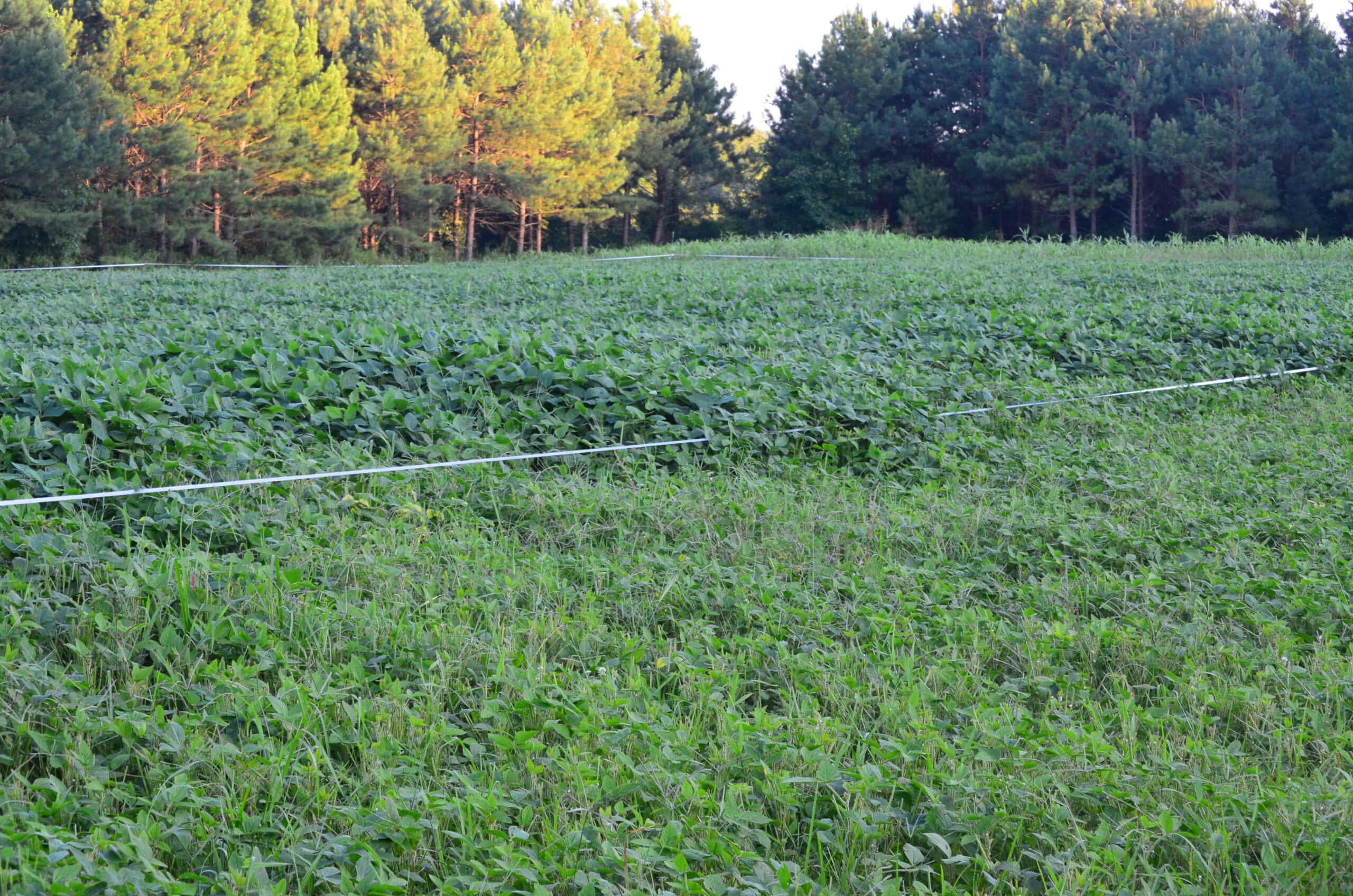 Food Plot Fencing Options | Mossy Oak Gamekeeper