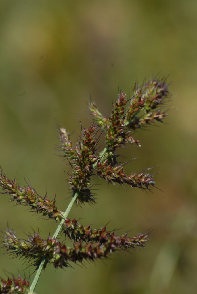 The Deal With Teal | Mossy Oak Gamekeeper