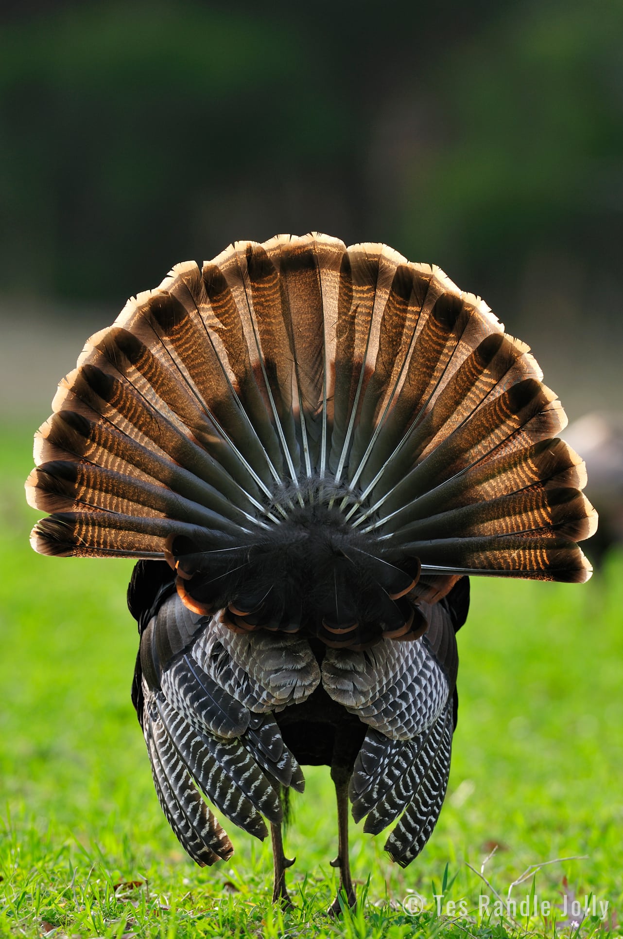 Breaking Down Wild Turkey Displays - Why Turkeys Strut | Mossy Oak ...