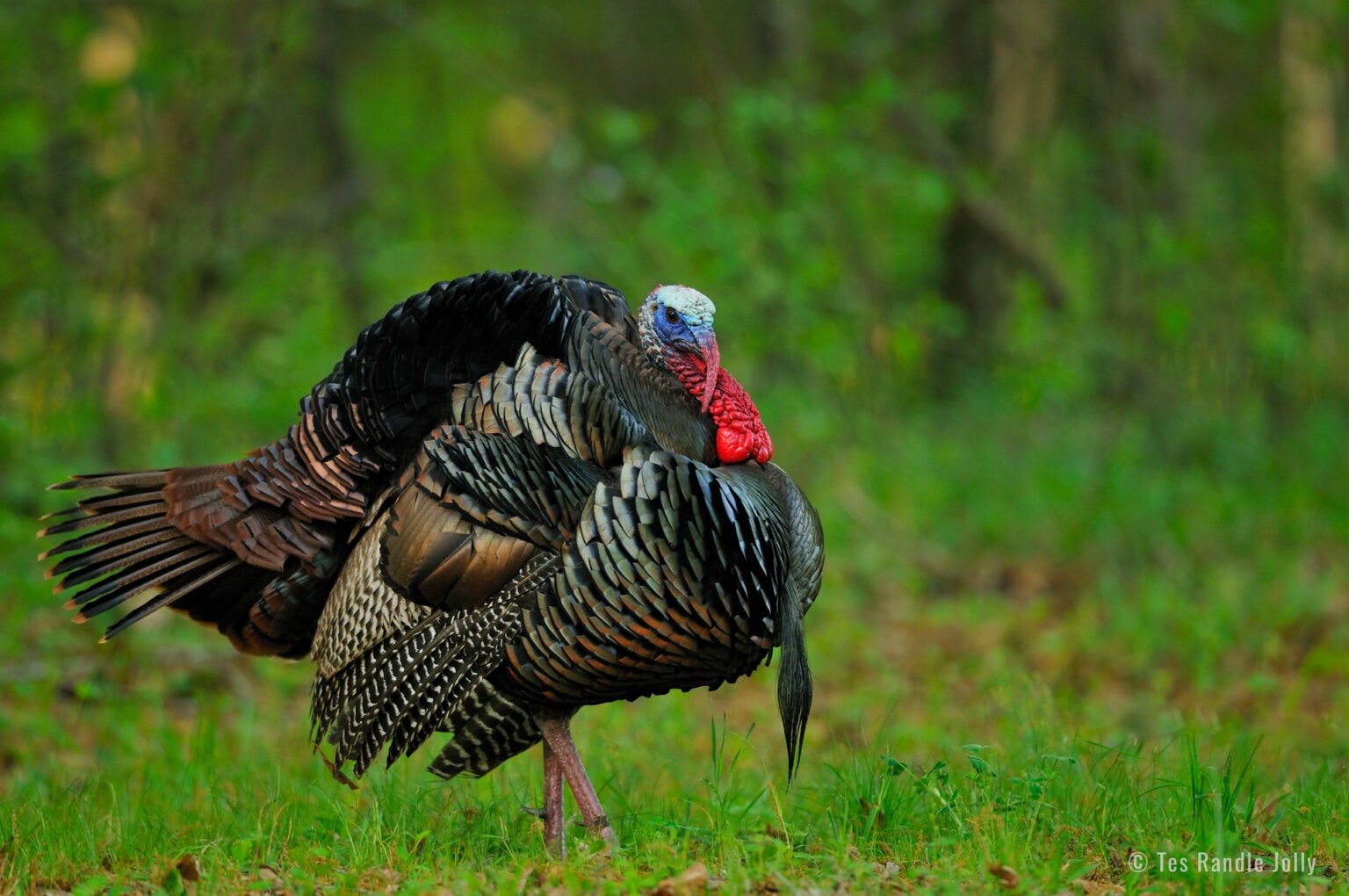 Breaking Down Wild Turkey Displays - Why Turkeys Strut | Mossy Oak ...