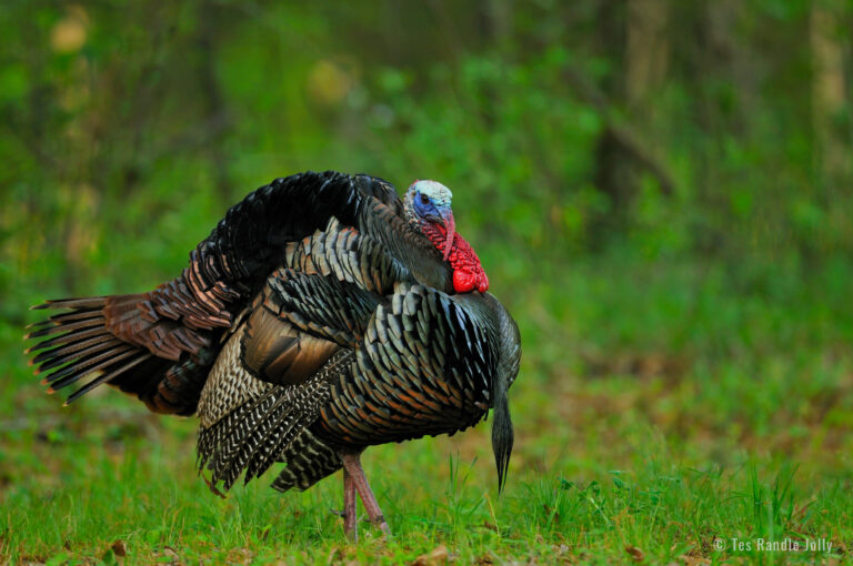 Breaking Down Wild Turkey Displays - Why Turkeys Strut | Mossy Oak ...