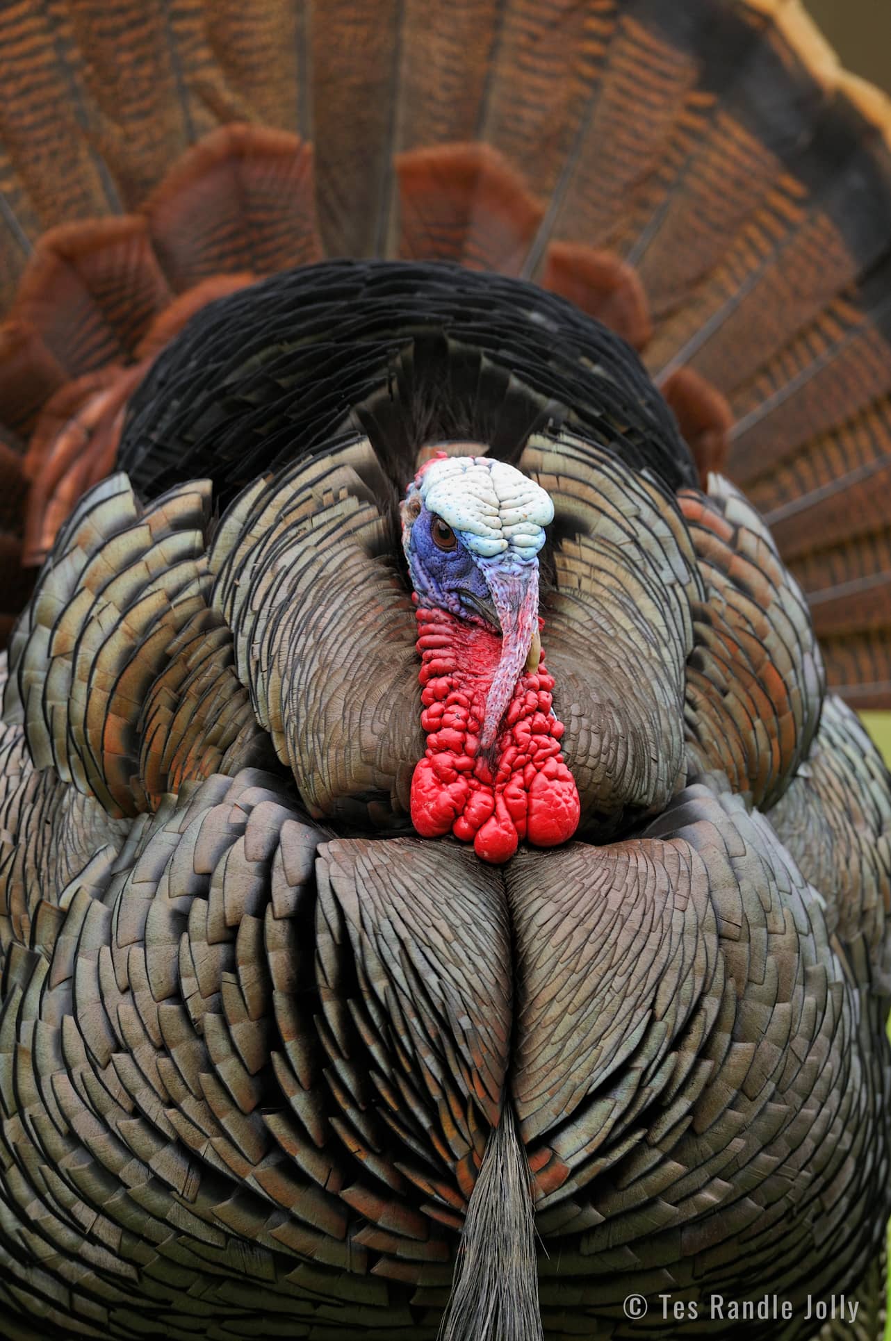 Breaking Down Wild Turkey Displays - Why Turkeys Strut | Mossy Oak ...