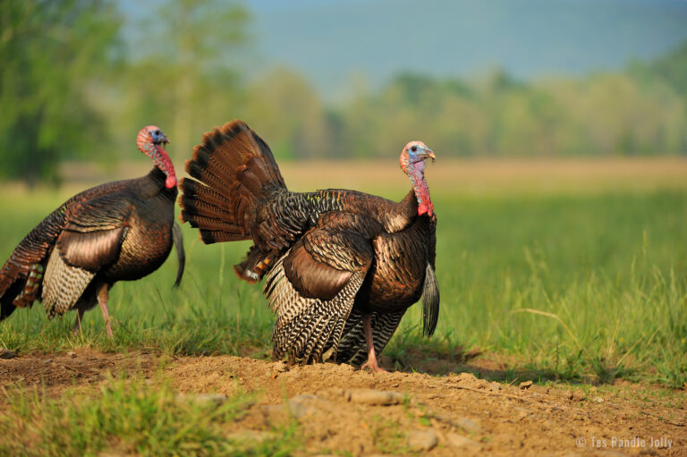 Breaking Down Wild Turkey Displays - Why Turkeys Strut | Mossy Oak ...