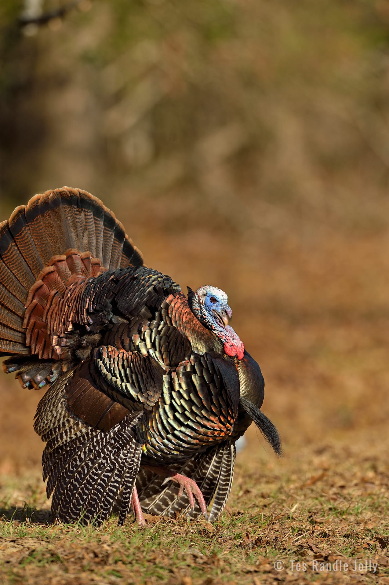 Breaking Down Wild Turkey Displays - Why Turkeys Strut | Mossy Oak ...