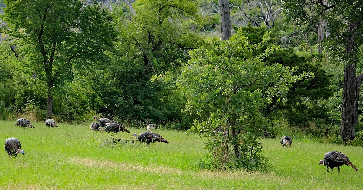 Food Plots For Game Birds | Mossy Oak Gamekeeper