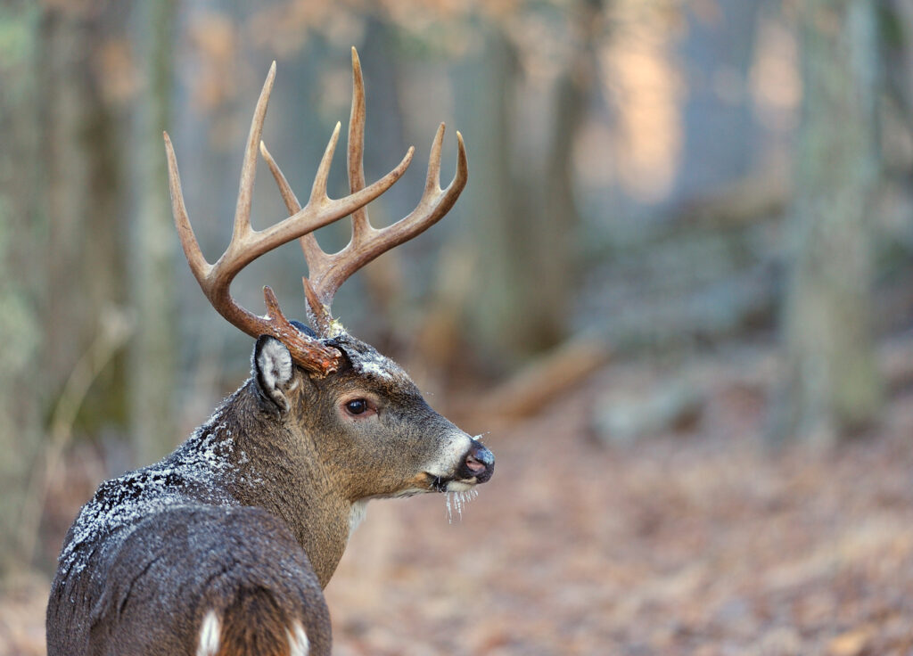 Three Strategies For Hunting Late Season Bucks | Mossy Oak Gamekeeper