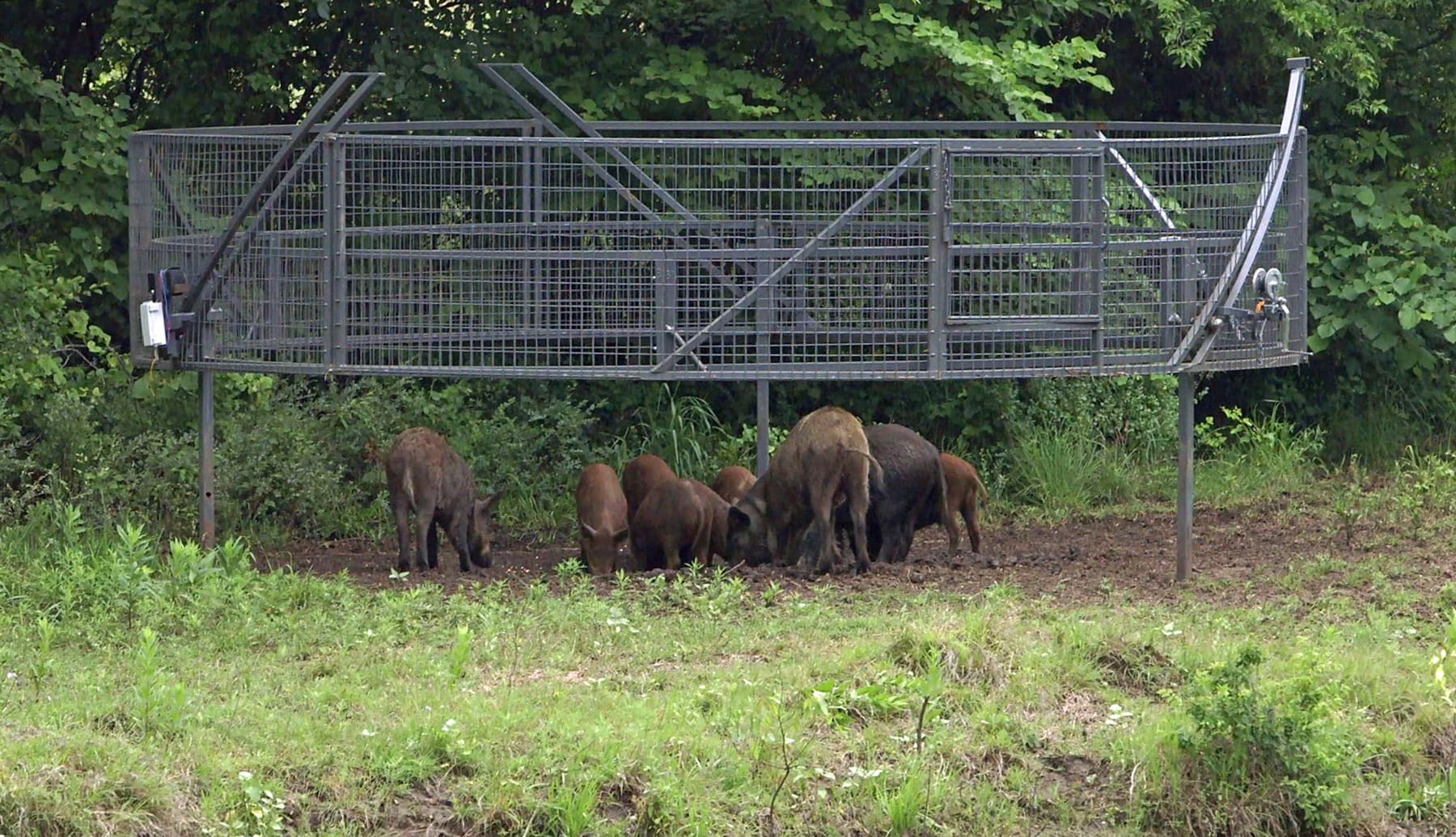The Feral Hog Predicament | Mossy Oak Gamekeeper