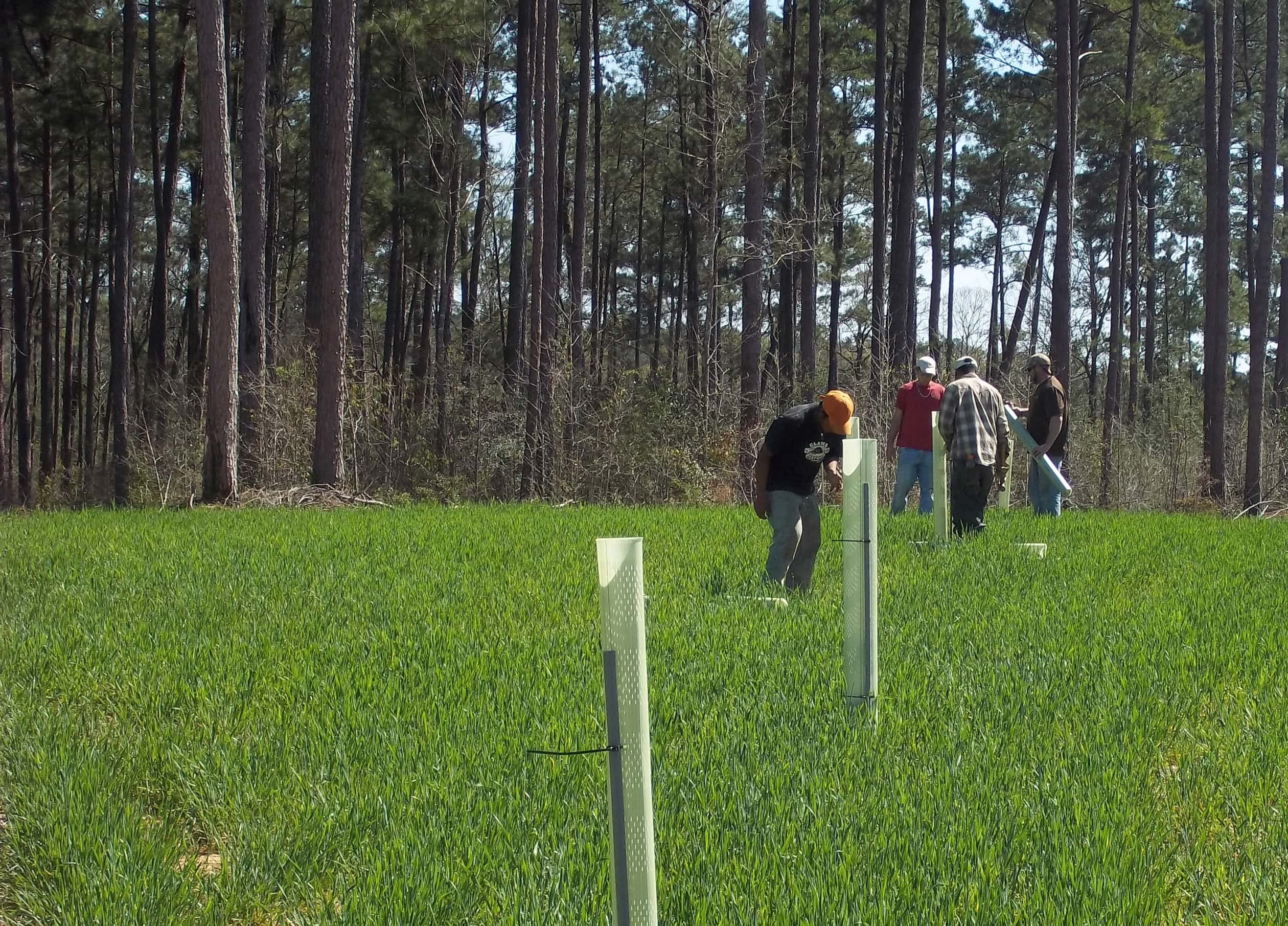 Tree Plots Produce Mast and Reduce Conversion | Mossy Oak Gamekeeper