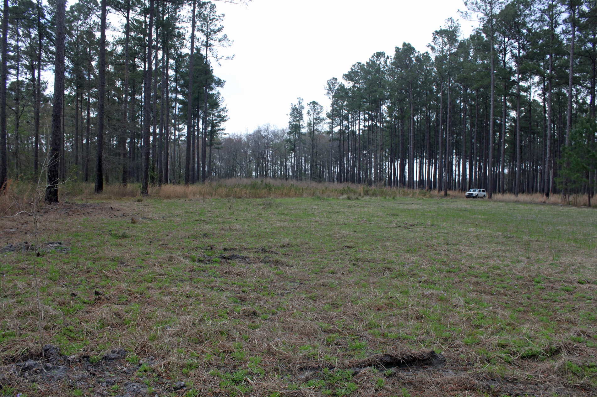 Tree Plots Produce Mast and Reduce Conversion | Mossy Oak Gamekeeper
