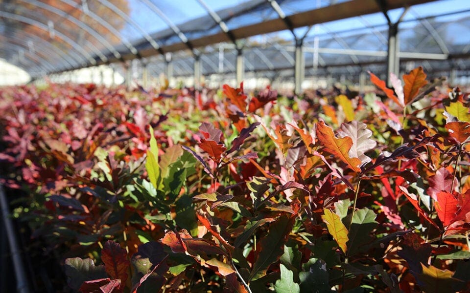 Your Guide To Fall Tree Planting | Mossy Oak Gamekeeper