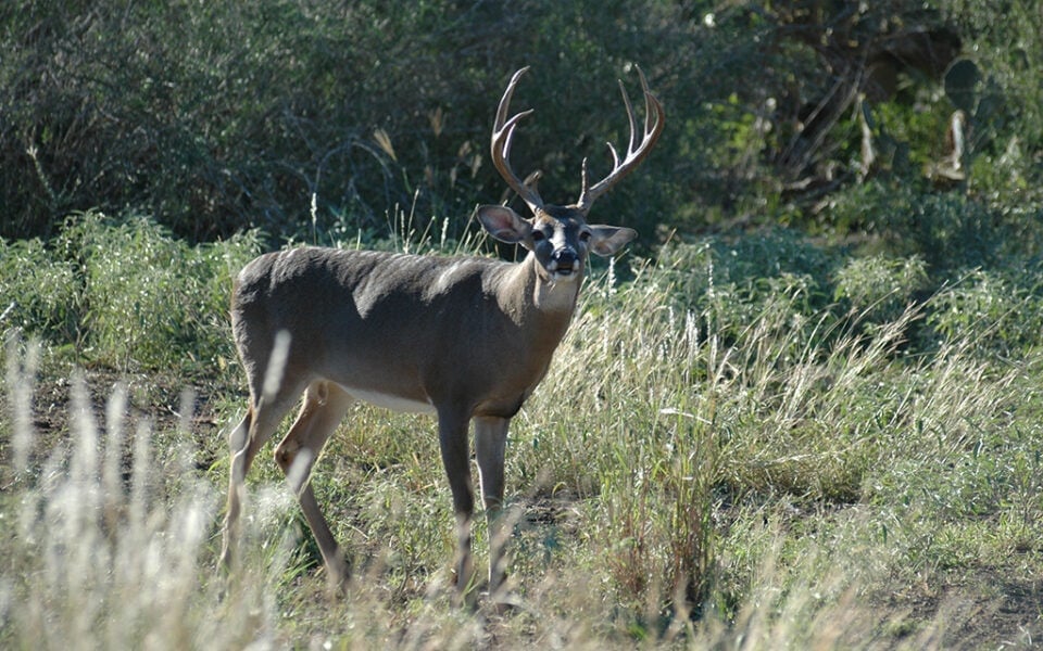 Deer Hunting Terms Explained Mossy Oak Gamekeeper deer-hunting-terms-explained-mossy-oak-gamekeeper