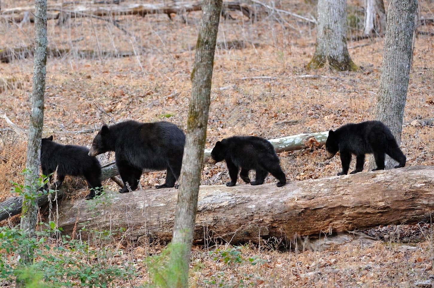 Species Profile: Black Bear | Mossy Oak Gamekeeper