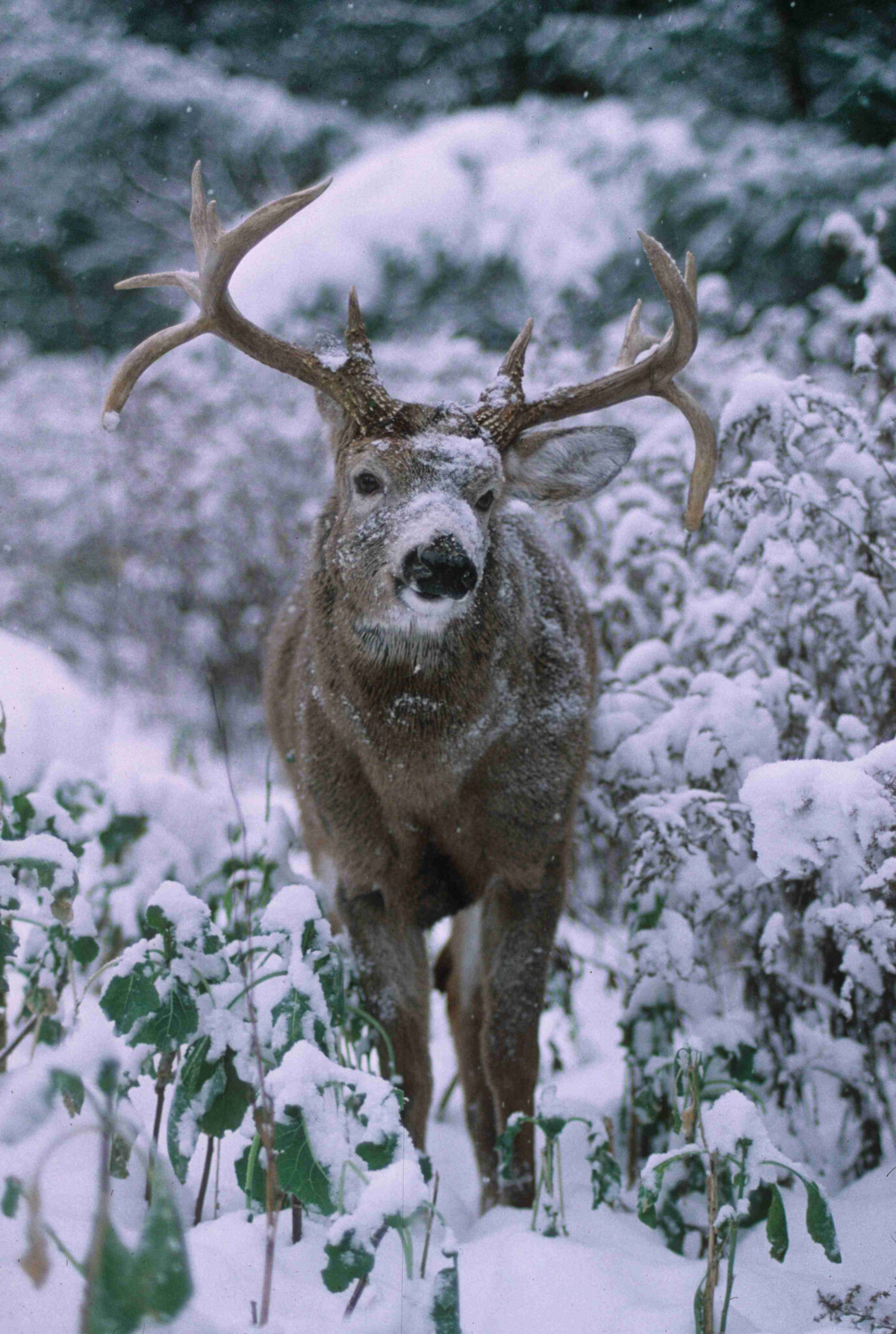 Wildlife’s Winter Survival Guide | Mossy Oak Gamekeeper