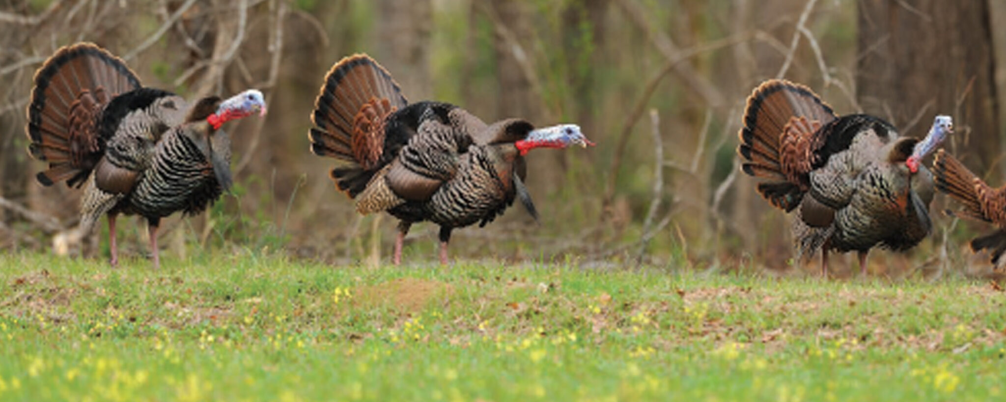 Turkey Sounds: How & When To Use Them | Mossy Oak Gamekeeper
