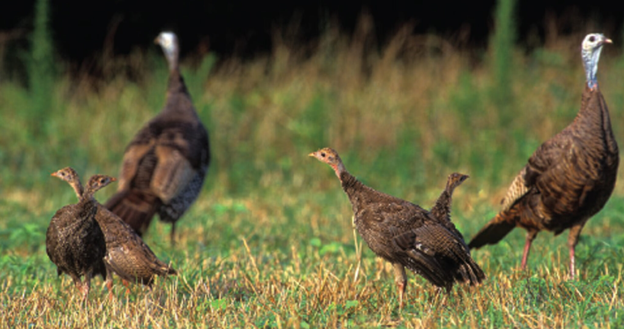 Turkey Sounds: How & When To Use Them | Mossy Oak Gamekeeper