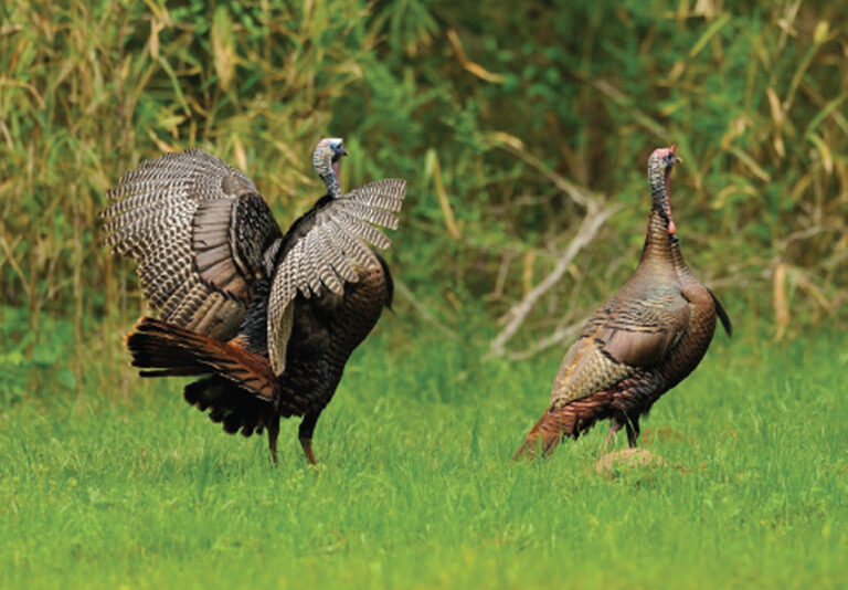 Turkey Sounds: How & When To Use Them | Mossy Oak Gamekeeper