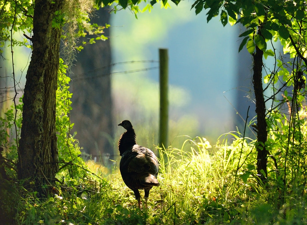 Wild Turkeys Winter to Spring Transition | Mossy Oak Gamekeeper