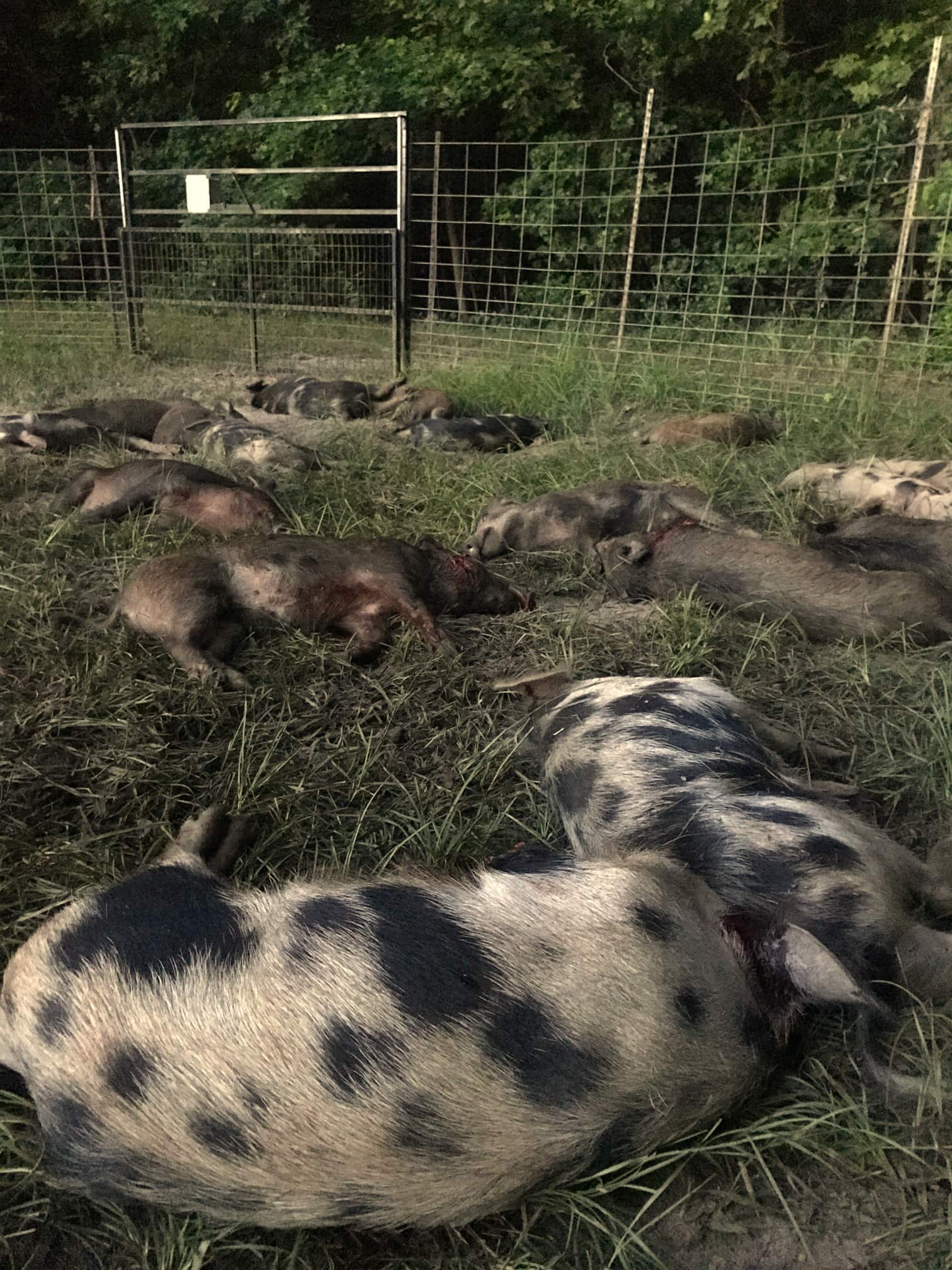 Controlling Feral Hogs: Ethical Considerations | Mossy Oak Gamekeeper