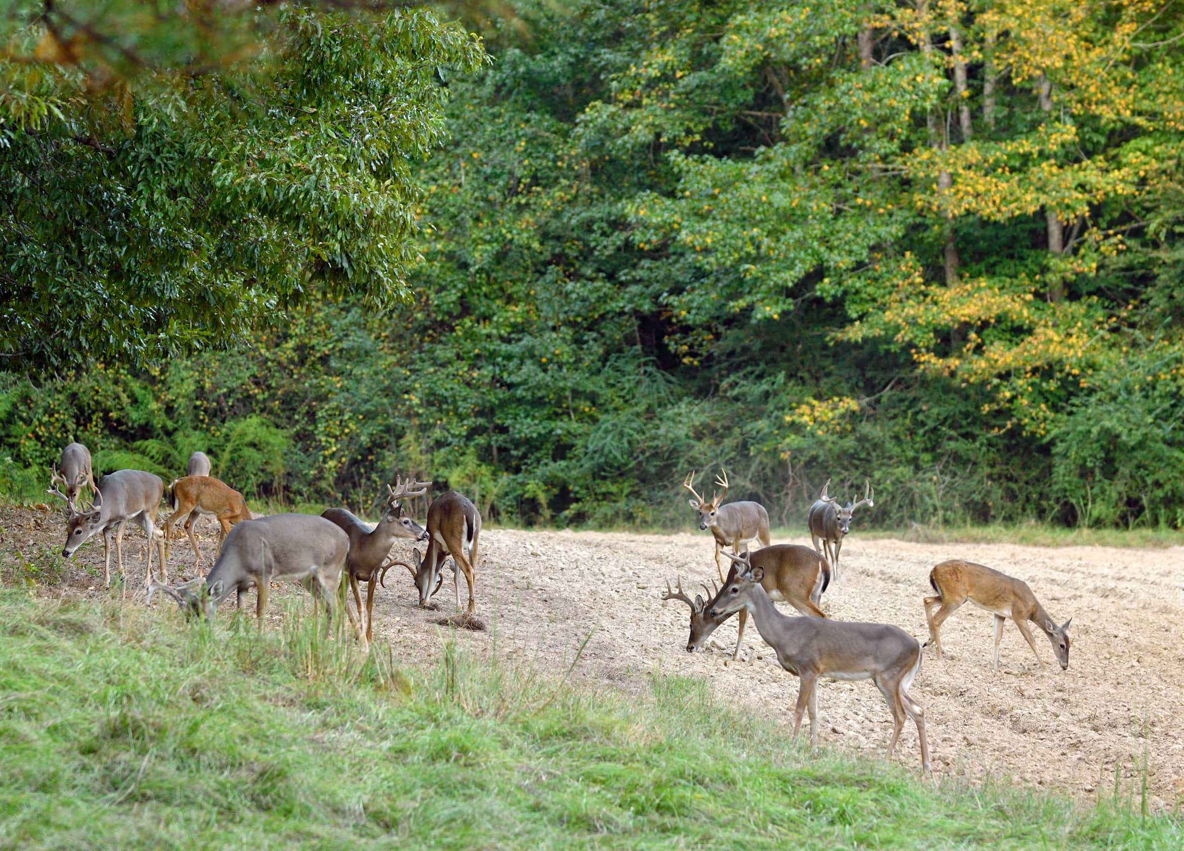 Managing Deer Herd Density | Mossy Oak Gamekeeper
