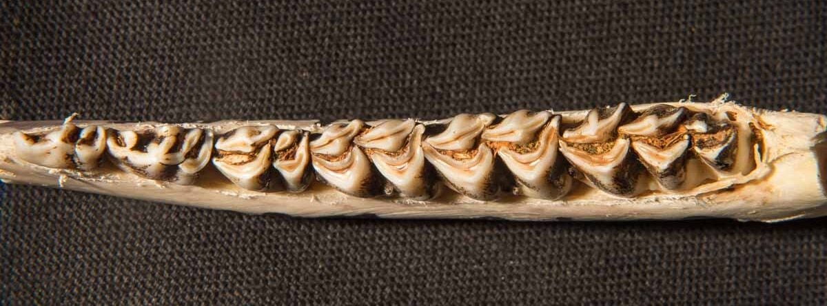 Aging Deer Using Jawbone Analysis | Mossy Oak Gamekeeper