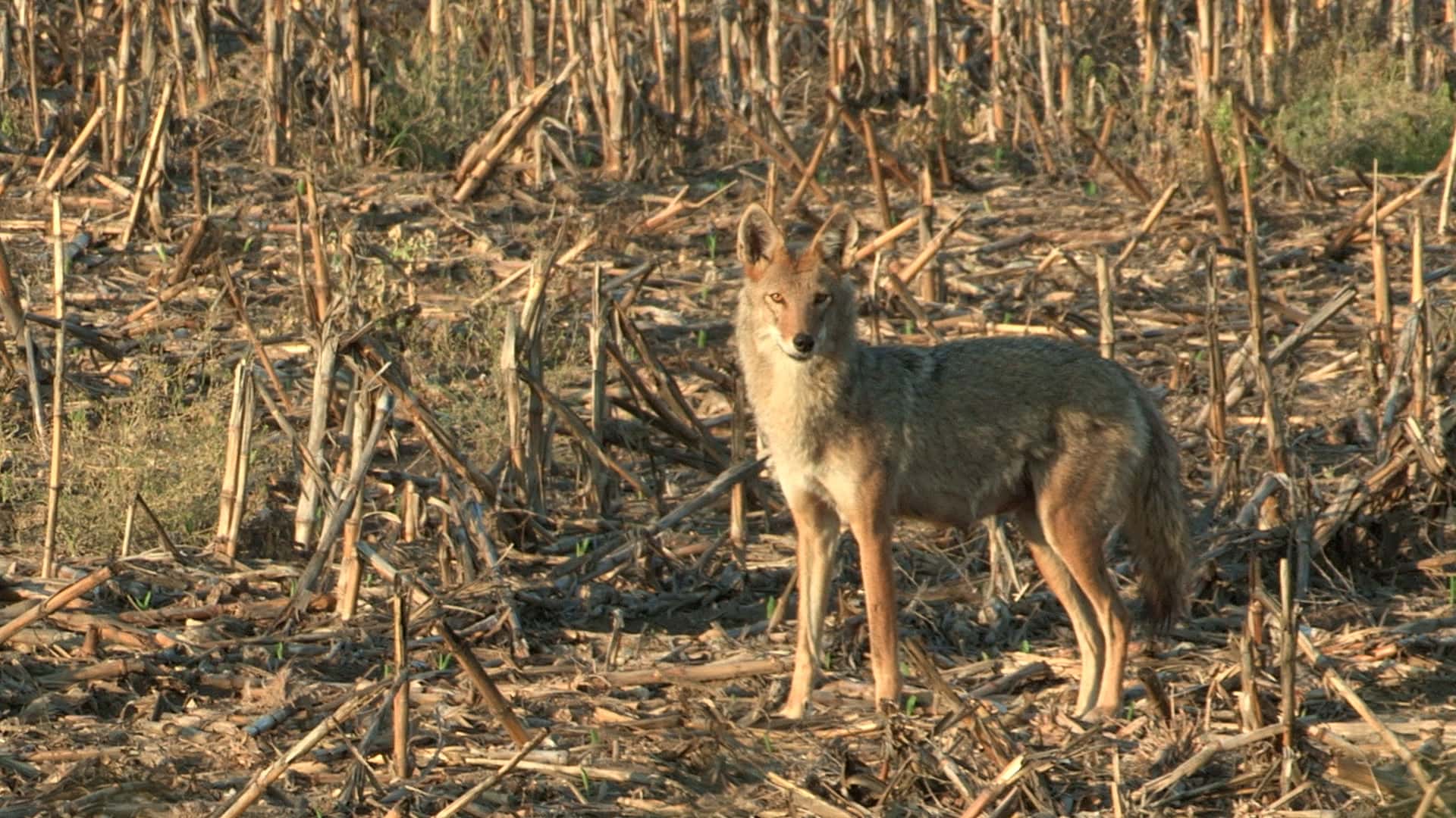 Accomplishing Your Predator Management Goals with Advanced Optics ...