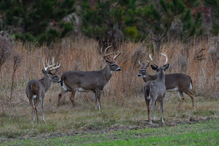 Wildlife Population Dynamics | Mossy Oak Gamekeeper