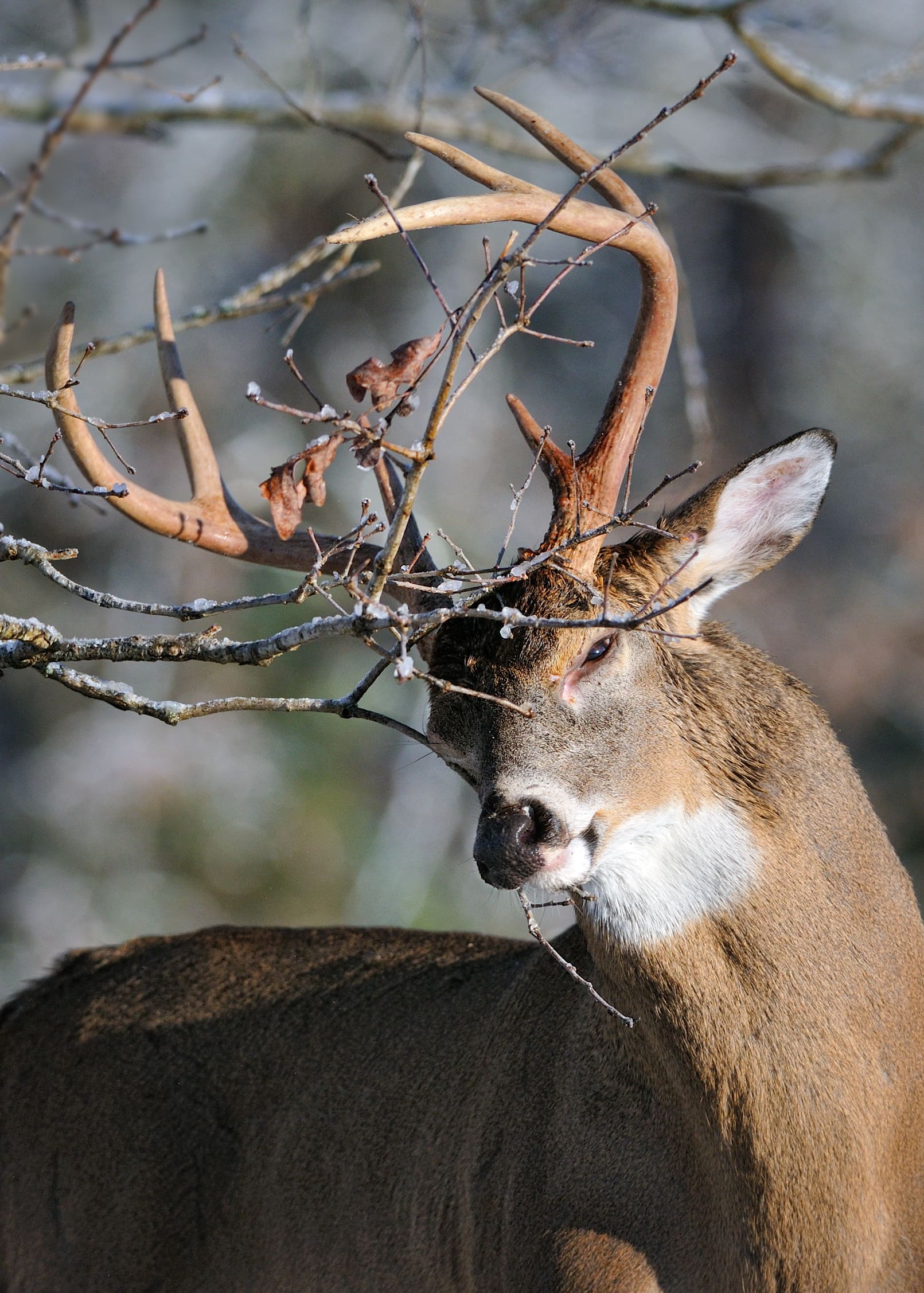 White-Tailed Deer Facts | Mossy Oak Gamekeeper