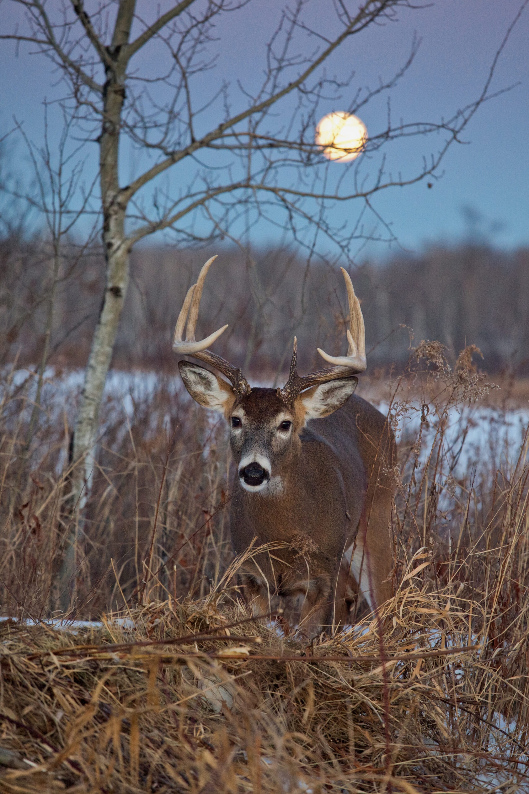 Predicting Whitetail Movement | Mossy Oak Gamekeeper