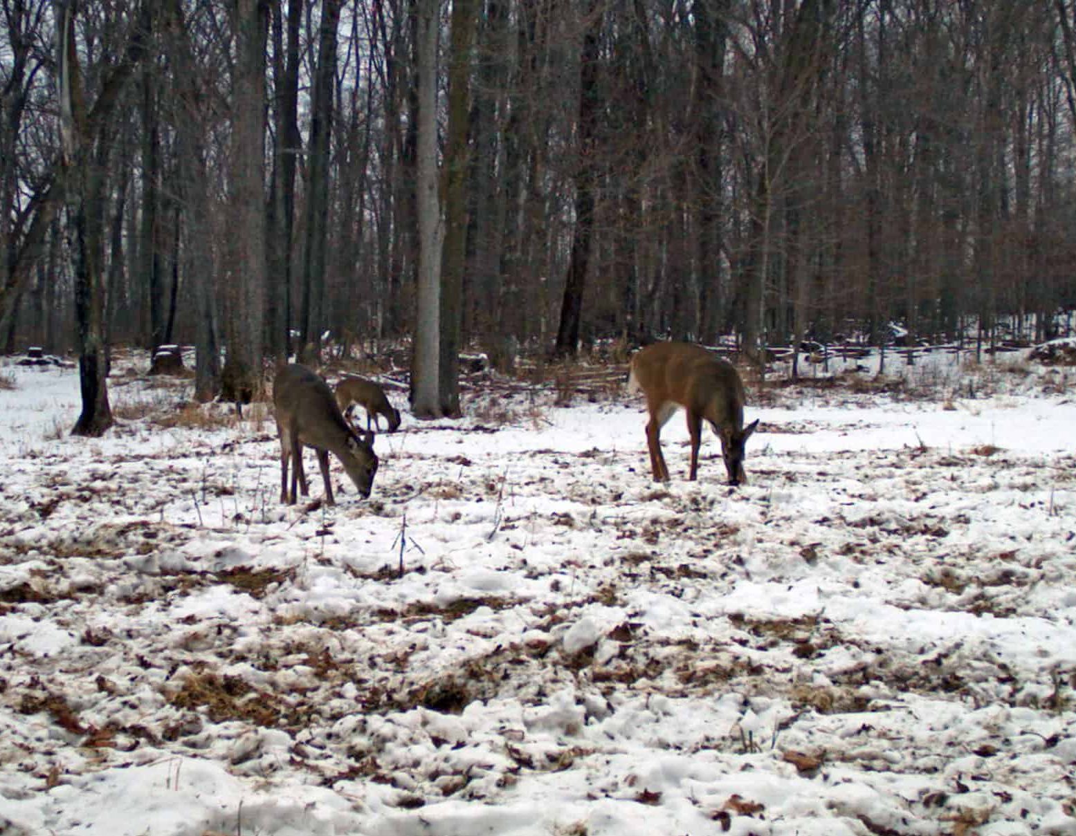 Helping Your Whitetails Through Winter | Mossy Oak Gamekeeper