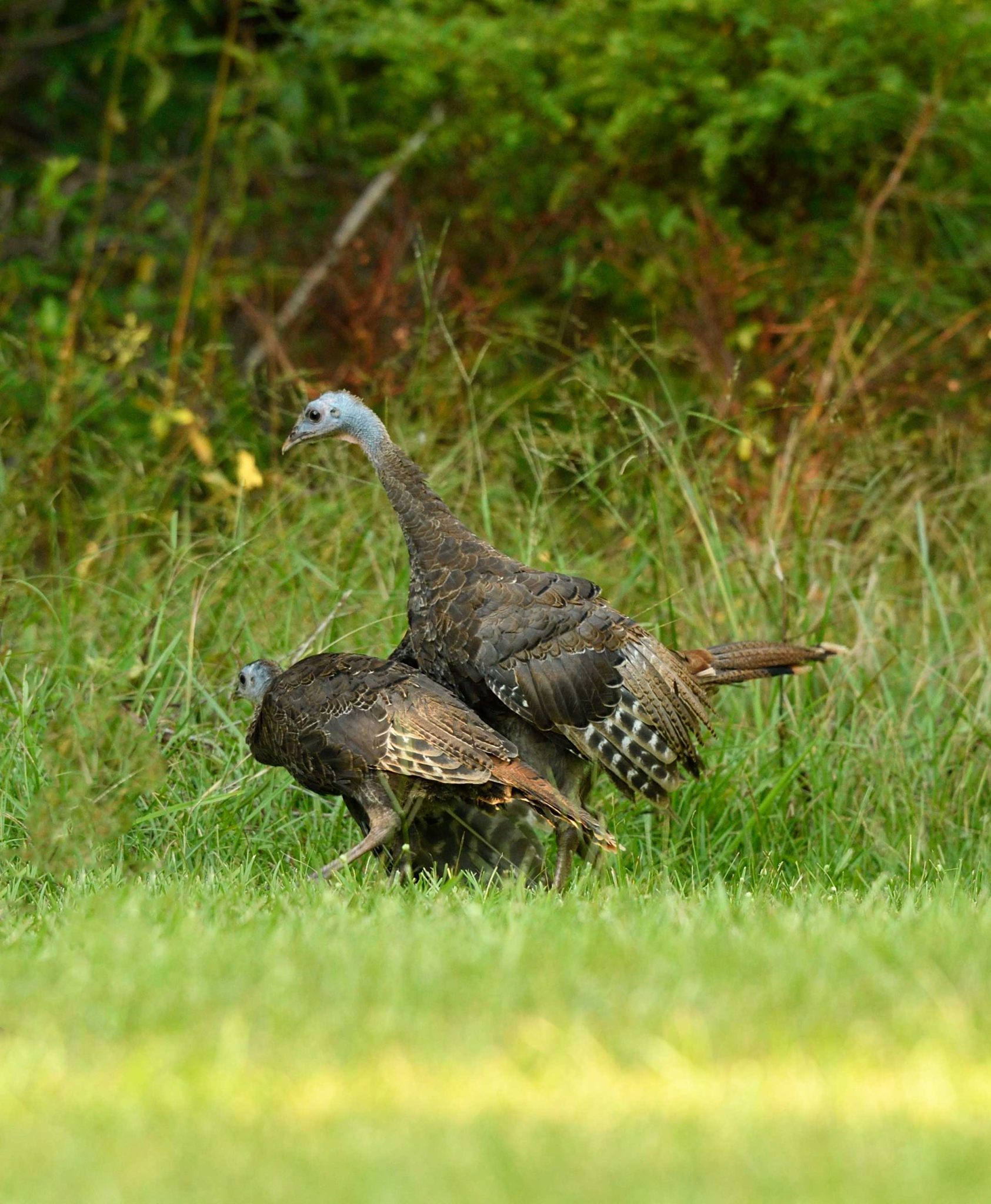 Understanding Wild Turkey Hatch Times | Mossy Oak Gamekeeper