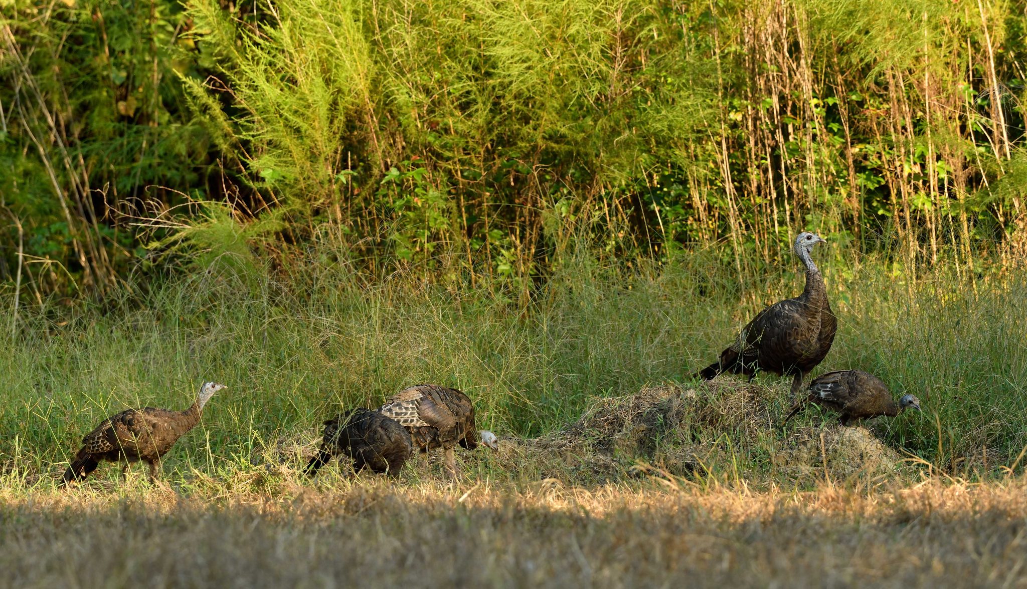 Understanding Wild Turkey Hatch Times | Mossy Oak Gamekeeper