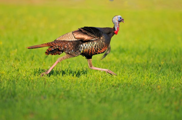 Understanding Wild Turkeys: A Closer Look | Mossy Oak Gamekeeper