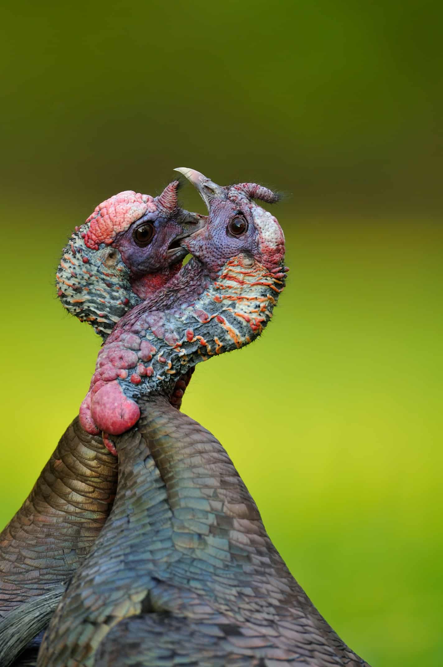 Understanding Wild Turkeys: A Closer Look | Mossy Oak Gamekeeper
