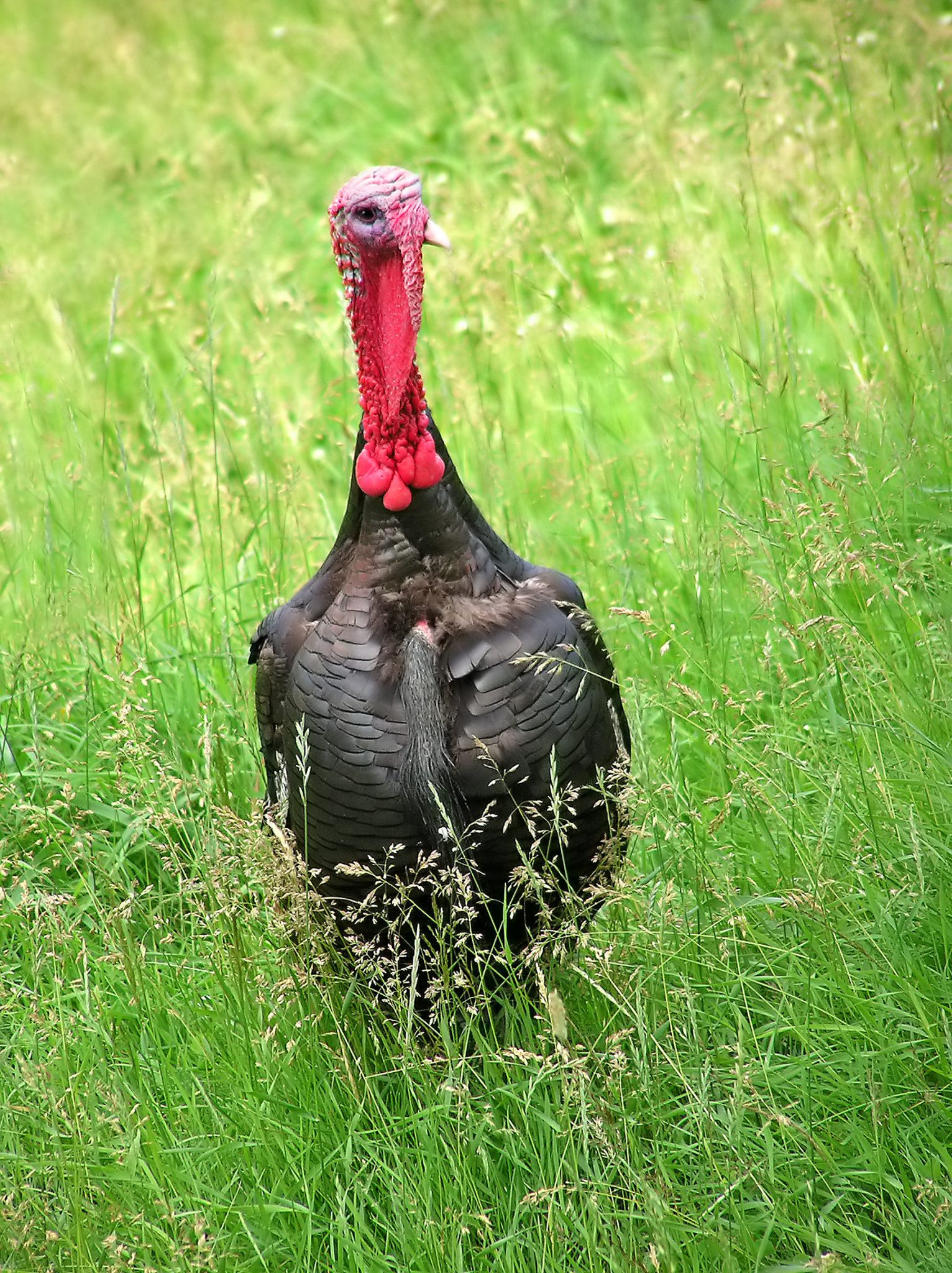 Wild Turkey Vocalizations | Mossy Oak Gamekeeper