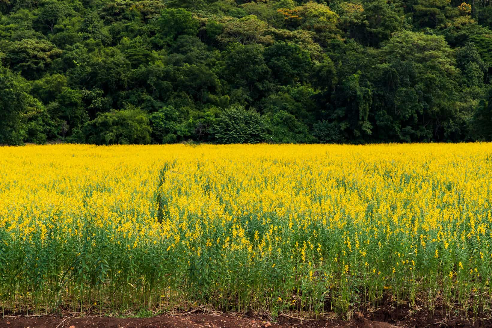 Organic Food Plot Farming | Mossy Oak Gamekeeper