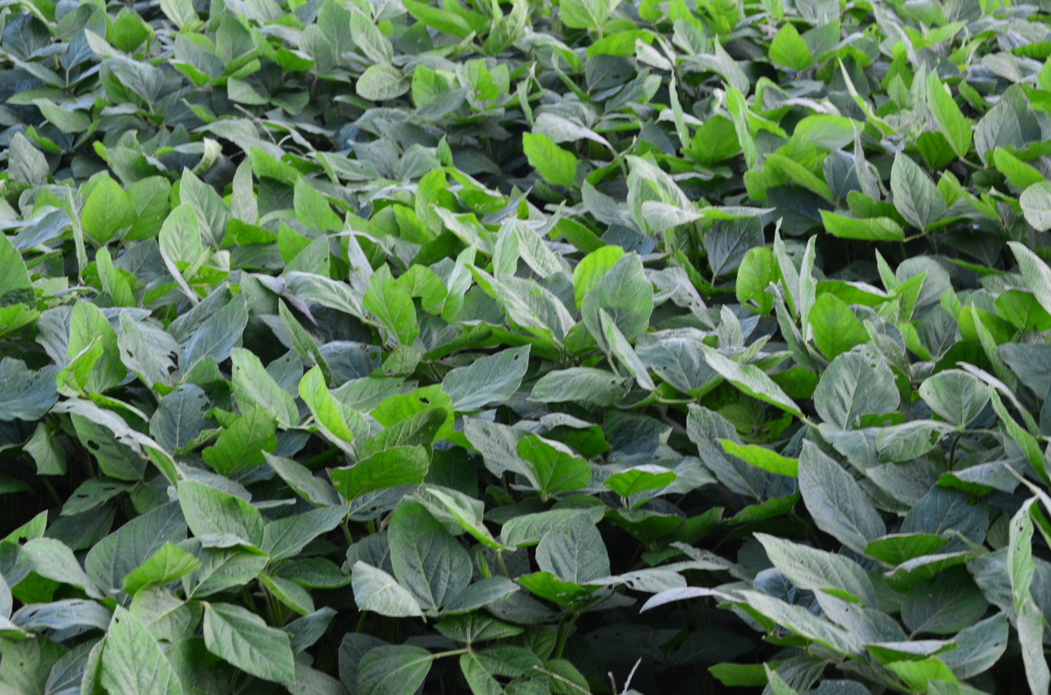 When to Plant Beans and Peas for Whitetail Deer? | Mossy Oak Gamekeeper