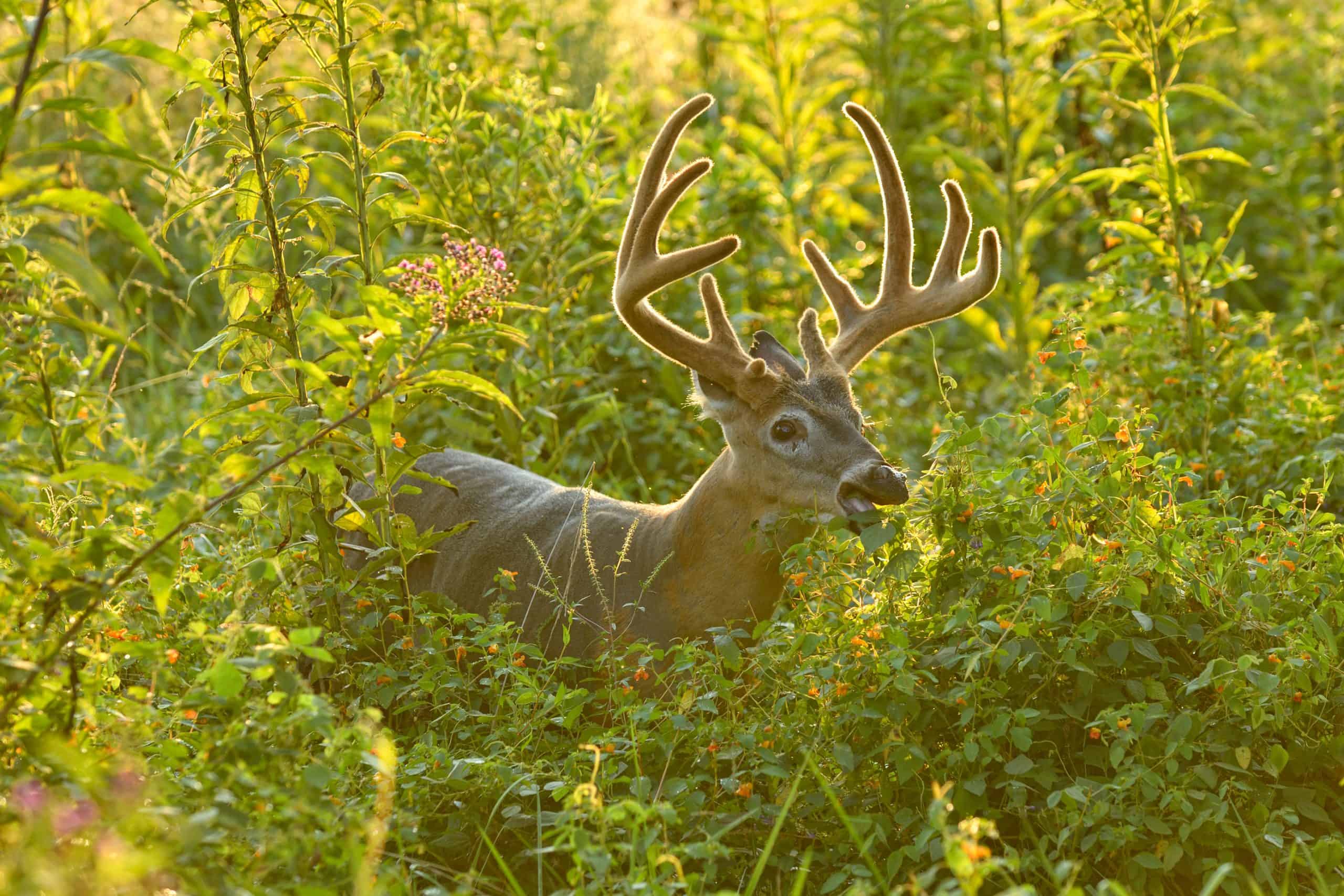 Nutritional Needs for Whitetails In Summer | Mossy Oak Gamekeeper