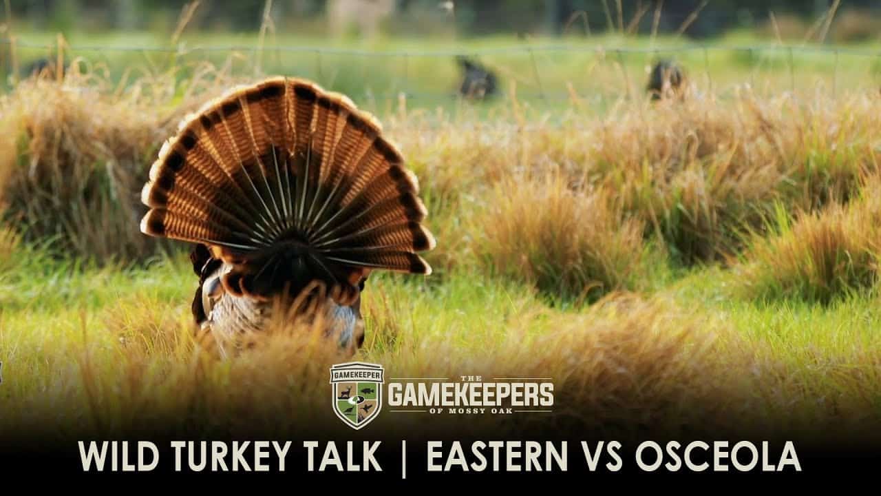 Wild Turkey Talk | Eastern vs Osceola | Mossy Oak Gamekeeper
