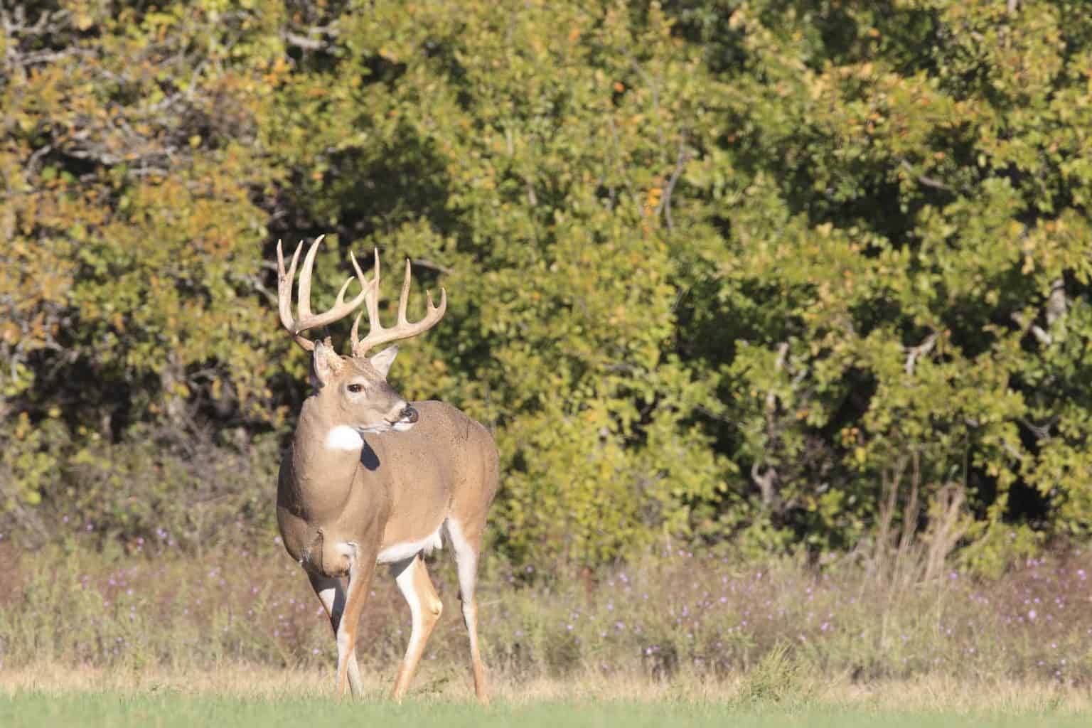 Setting Your Buck Harvest Criteria | Mossy Oak Gamekeeper