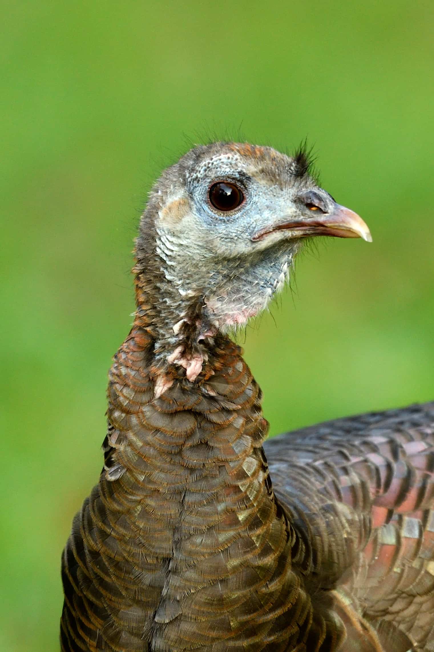 Wild Turkey Feathers: Understanding Form, Function & Maintenance | Mossy Oak Gamekeeper