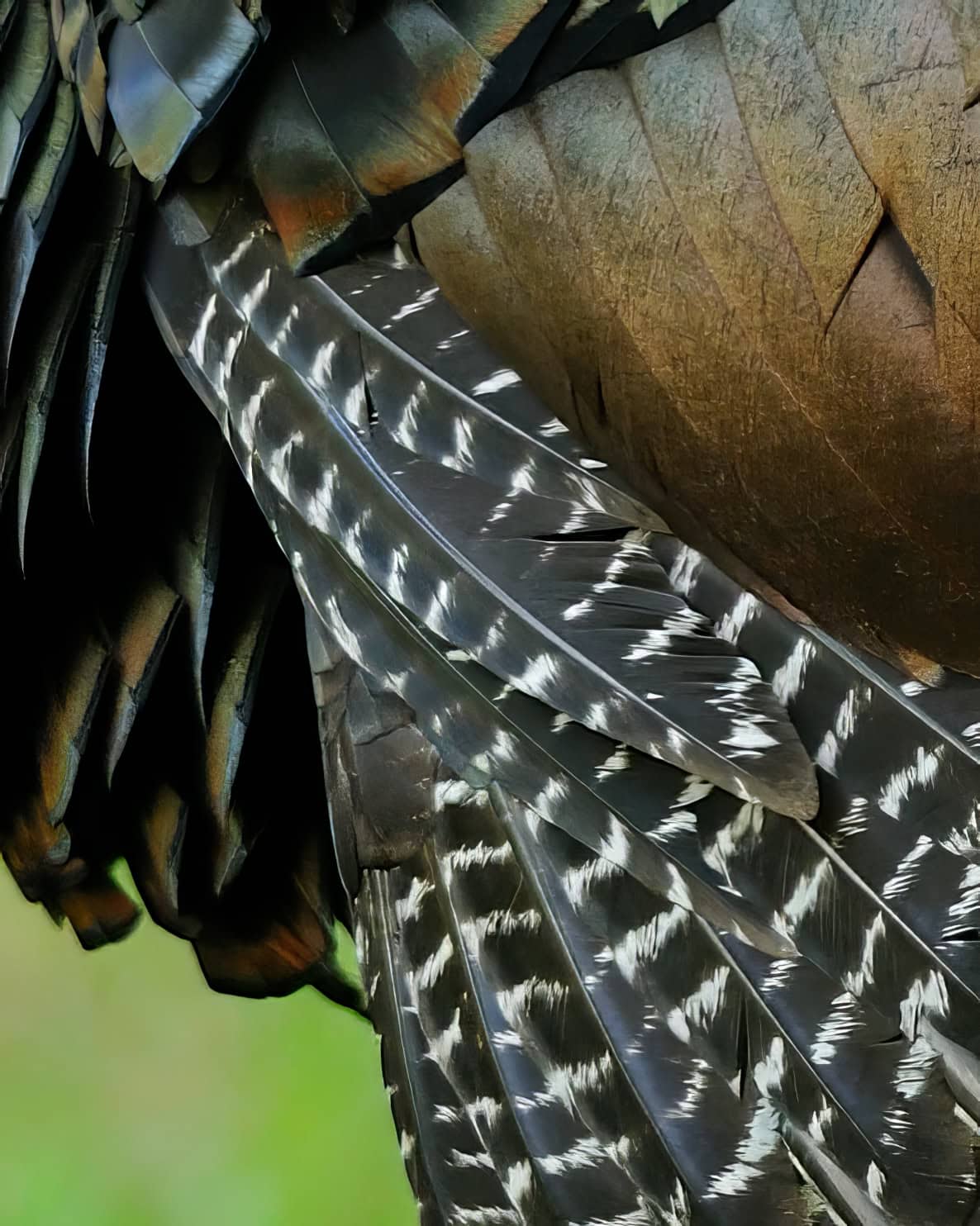 Wild Turkey Feathers: Understanding Form, Function & Maintenance ...